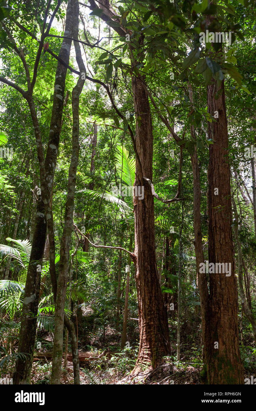 Temperate rainforest in Springbrook National Park - tall trees and ...