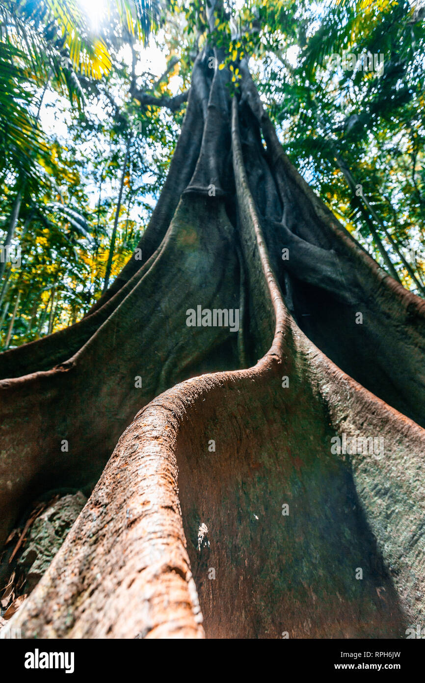Fig tree with huge roots in wild natural rainforest environment Stock ...