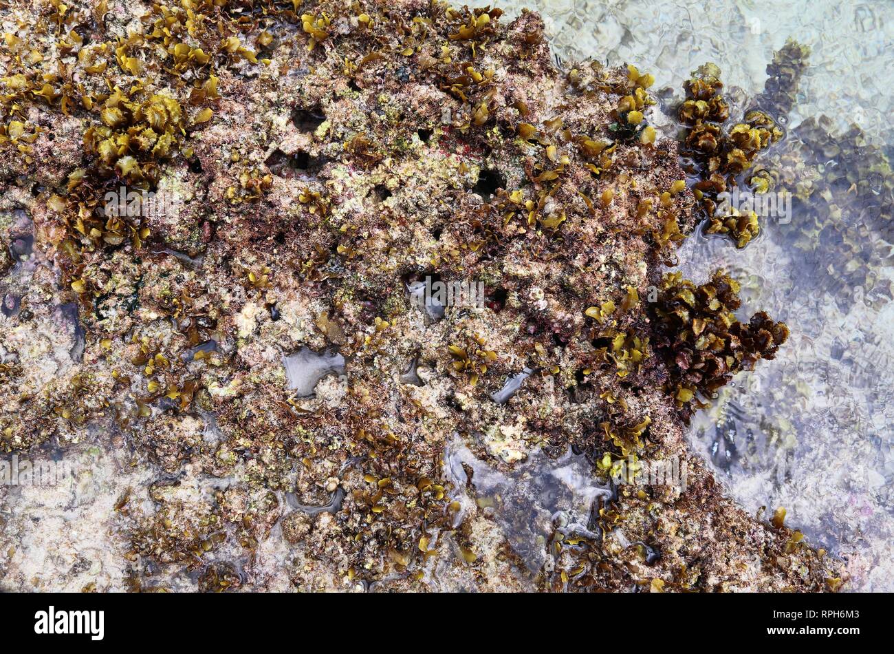 Colorful seabed shots taken at the beaches of the Seychelles island ...