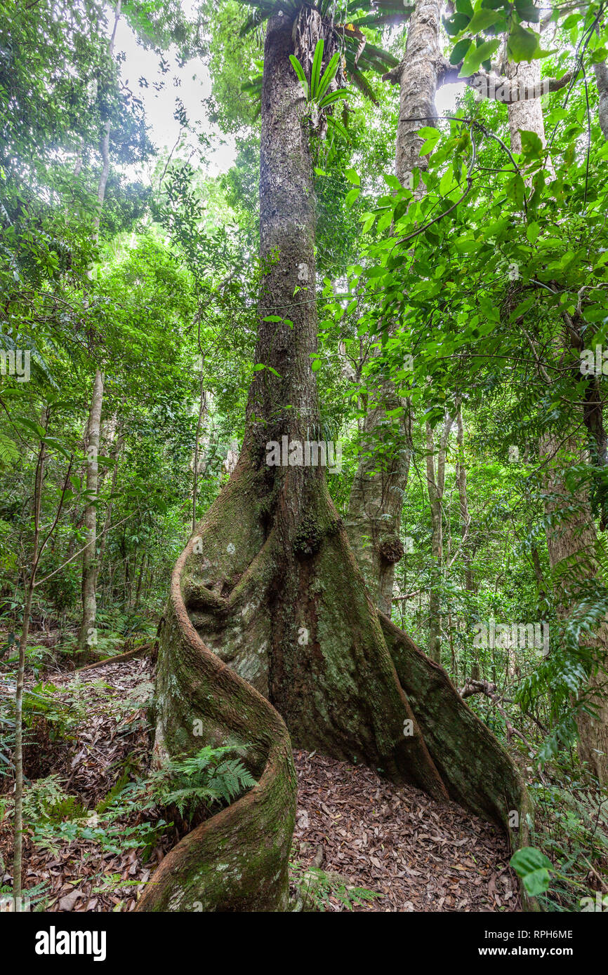 Tall fig tree with large roots among lush vegetation of native wild ...