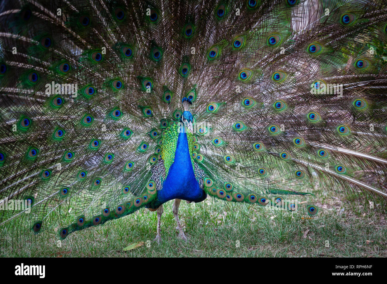 Peacock fans his train Stock Photo - Alamy