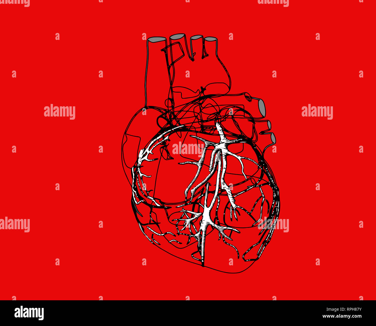 Muscle anatomy kid hi-res stock photography and images - Alamy