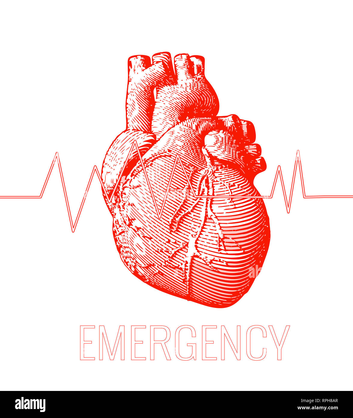 Engraving red human heart illustration on white background with heart ...