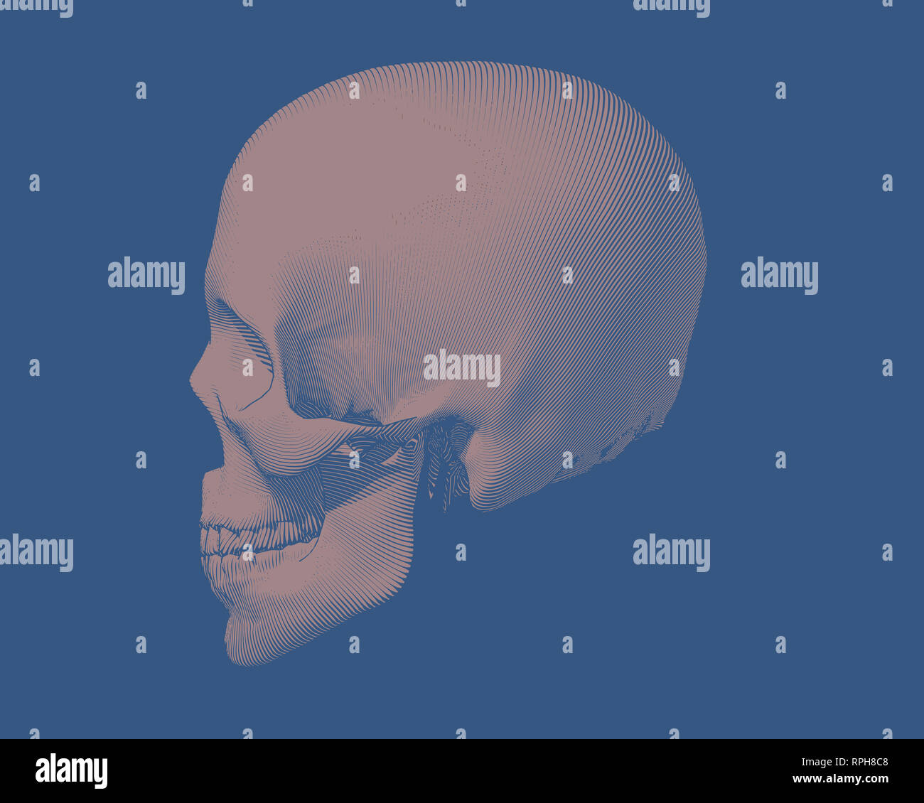 Human face engraving profile hi-res stock photography and images - Alamy