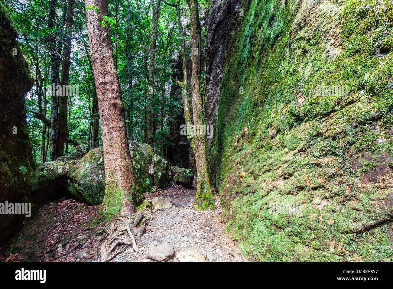 Twin falls walking trail in Springbrook National Park, Queensland ...