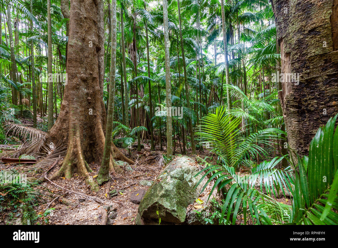 Amazing rainforest in Queensland, Australia Stock Photo - Alamy