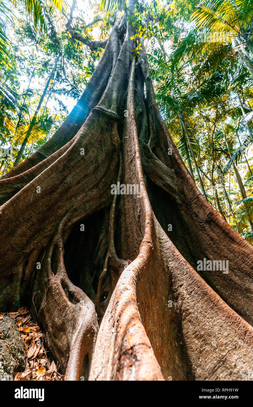 Enormous fig tree with big roots in a jungle Stock Photo - Alamy