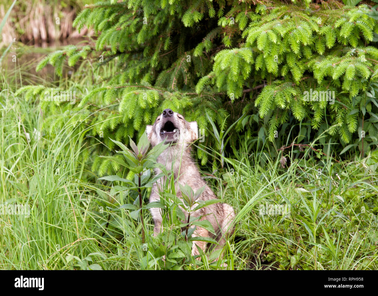 Wolf behavior hi-res stock photography and images - Alamy