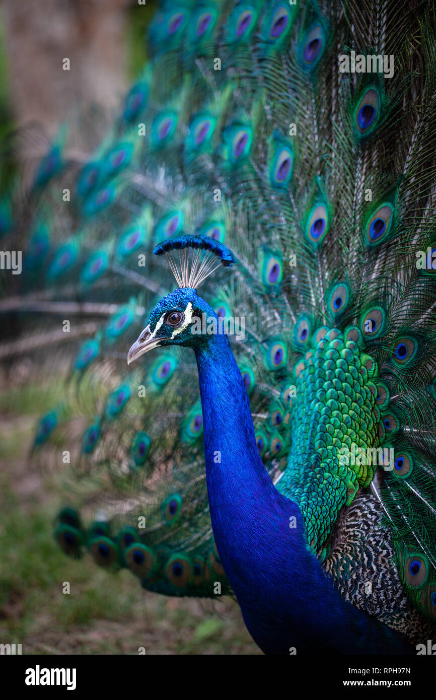 Peacock closeup - vertical image Stock Photo - Alamy