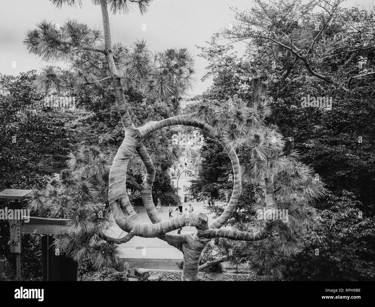 Amazing tree at Ueno Park Tokyo - TOKYO / JAPAN - JUNE 12, 2018 Stock ...