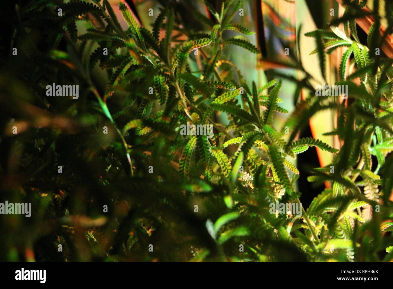 Plants that close at night hi-res stock photography and images - Alamy