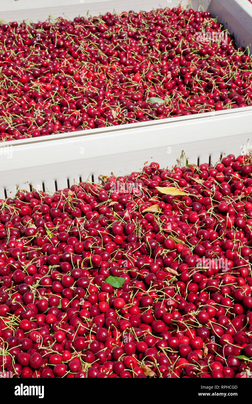 Many red ripe cherries in a bin ready to be packaged for sale Stock ...