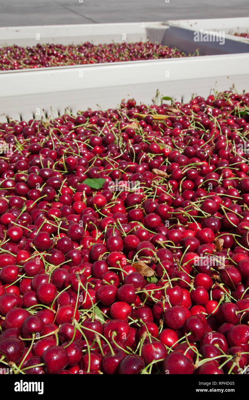 Many red ripe cherries in a bin ready to be packaged for sale Stock ...