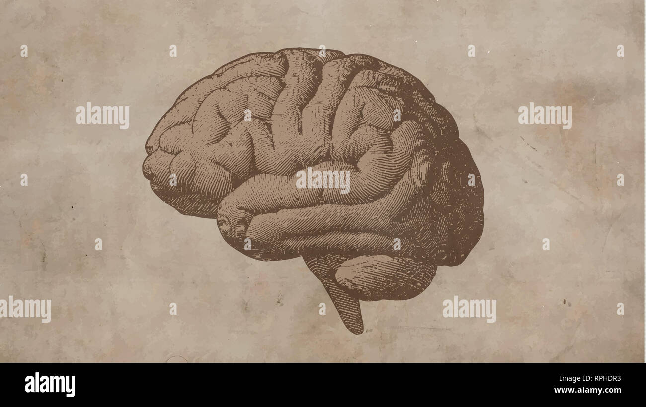 Vintage retro engraving human brain illustration on old paper texture ...