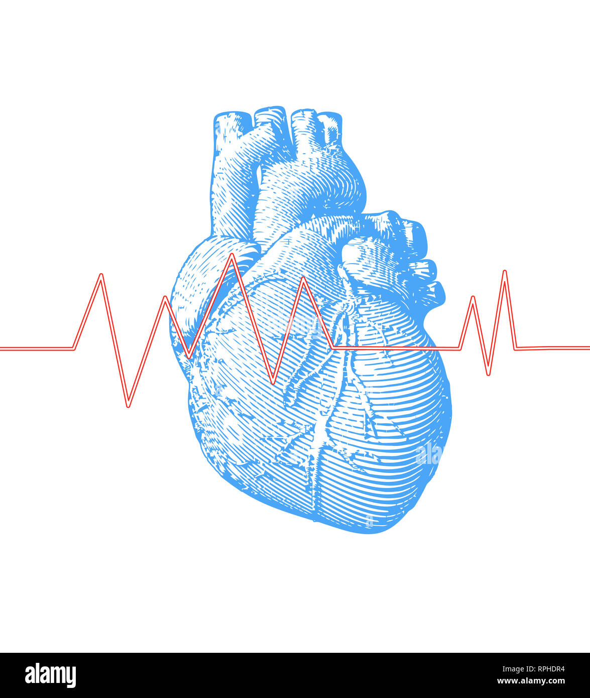 Vintage retro engraving blue human heart illustration on white ...