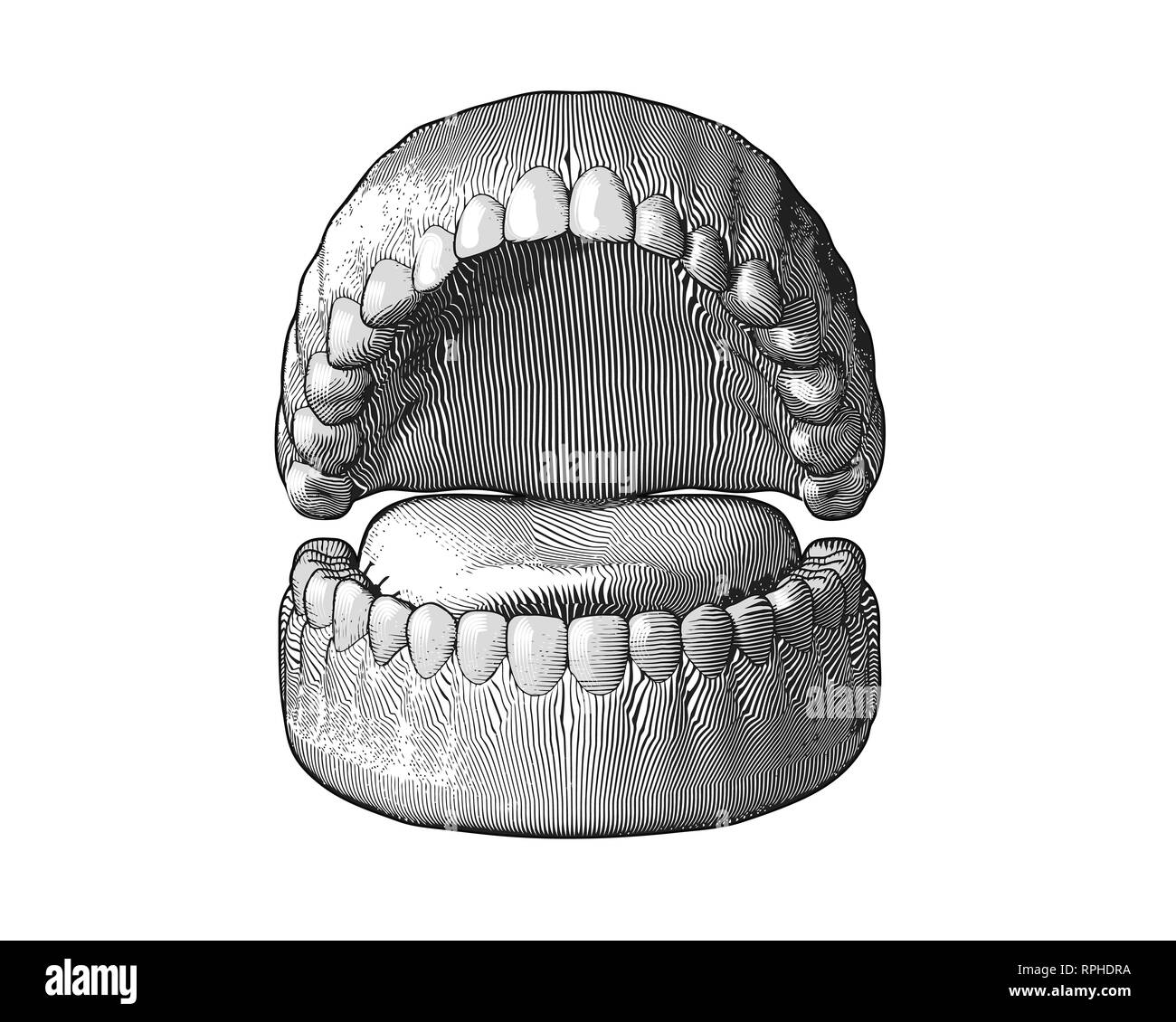 Teeth Gum engraving with monochrome color illustration isolated on ...