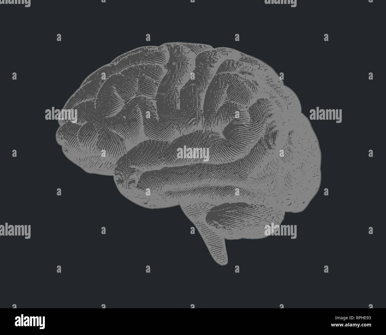 Negative gray engraving brain side view illustration old style on dark ...