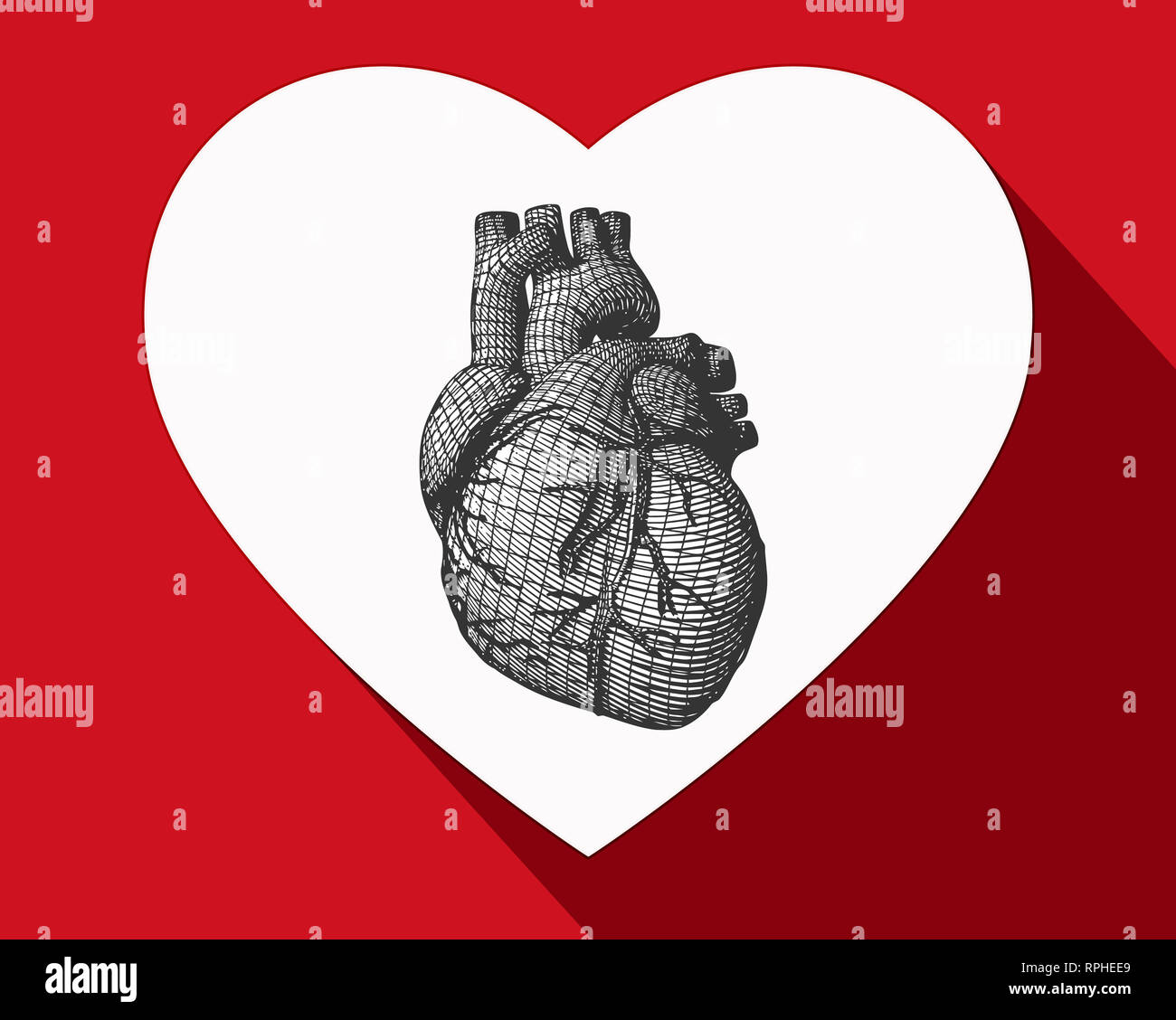 Monochrome stylized wireframe human heart isolated on white heart ...