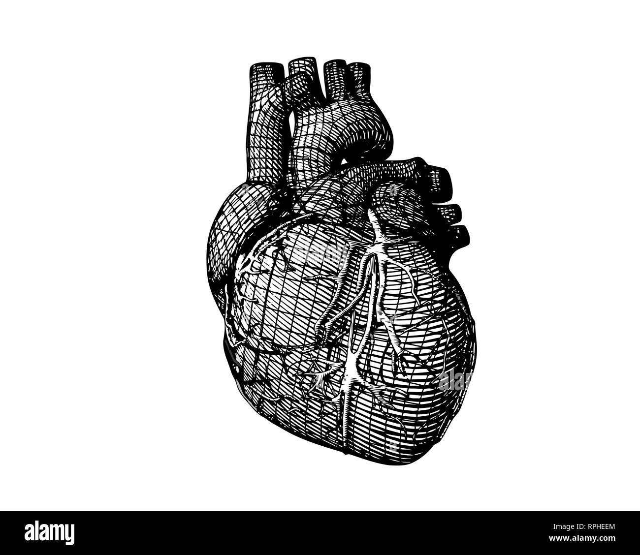 Monochrome stylized wireframe human heart isolated on white background ...