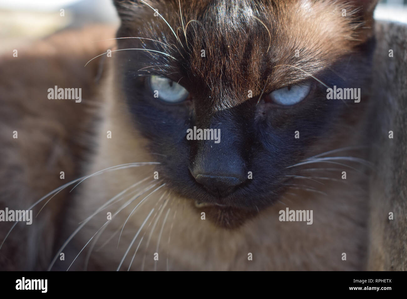 Siamese cats hi-res stock photography and images - Alamy