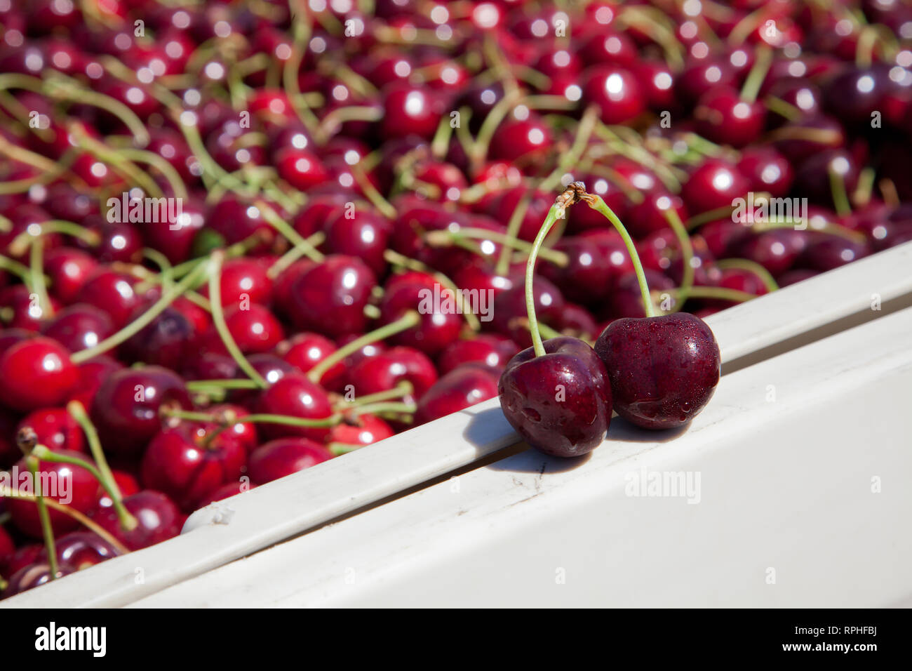 Many red ripe cherries in a bin ready to be packaged for sale Stock ...
