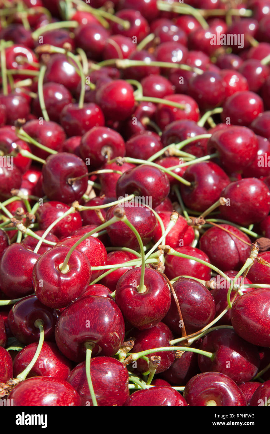 Many red ripe cherries in a bin ready to be packaged for sale Stock ...