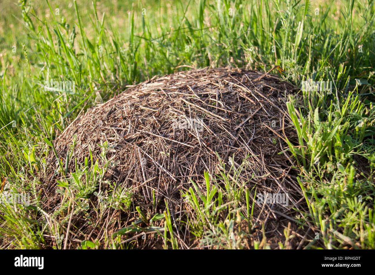 Ant hill hi-res stock photography and images - Alamy