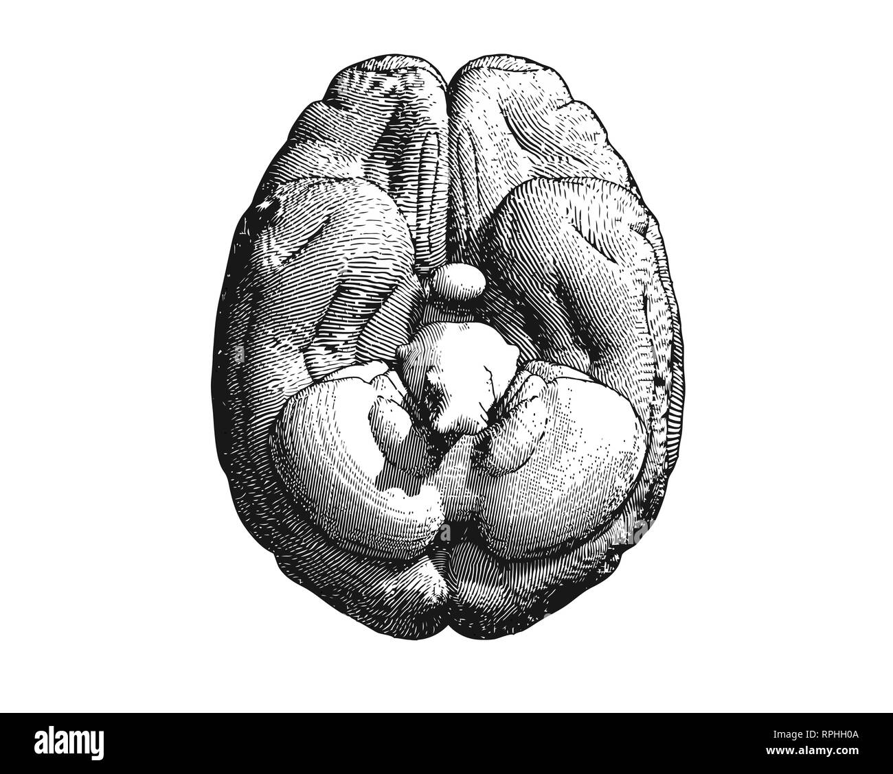 Monochrome engraving brain inferior view illustration isolated on white ...