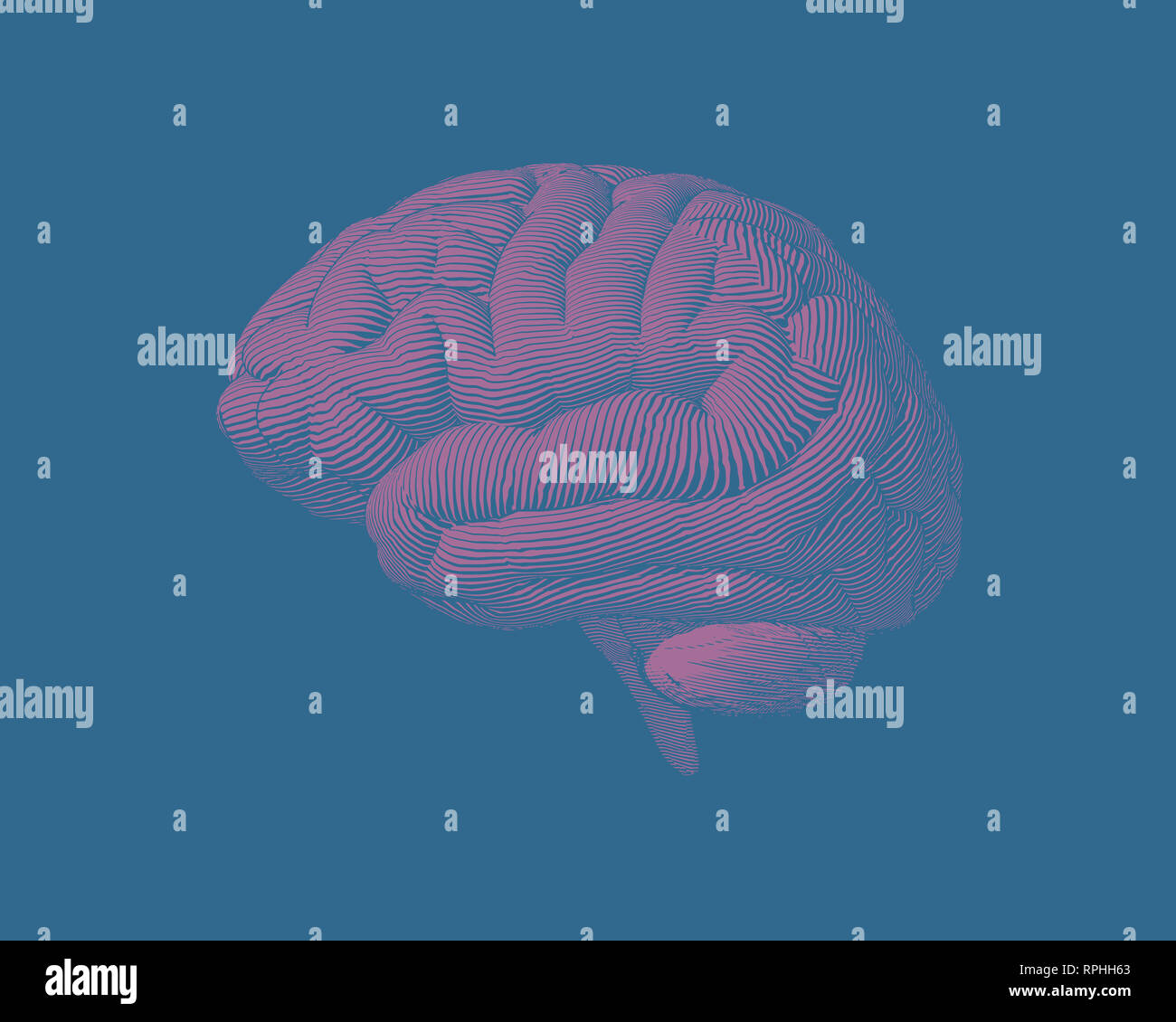Pink engraving brain in lateral view illustration isolated on blue ...