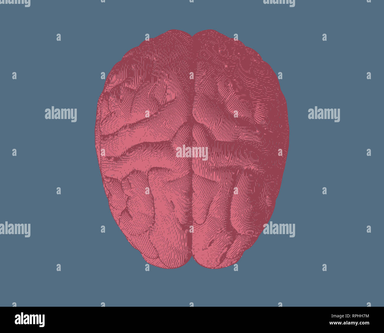 Human brain anatomy superior view hi-res stock photography and images ...