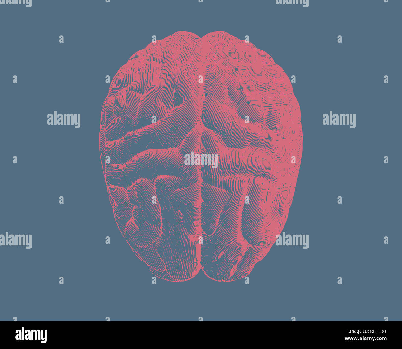 Human brain anatomy superior view hi-res stock photography and images ...