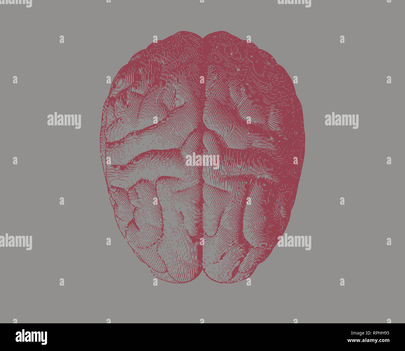 Human brain anatomy superior view hi-res stock photography and images ...