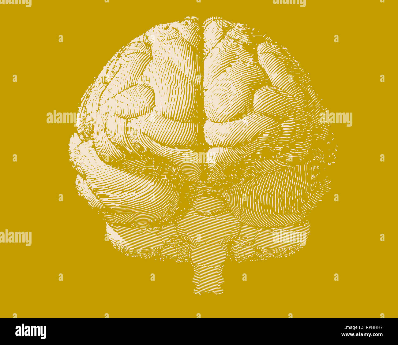 White engraving brain illustration in front view on yellow mustard ...