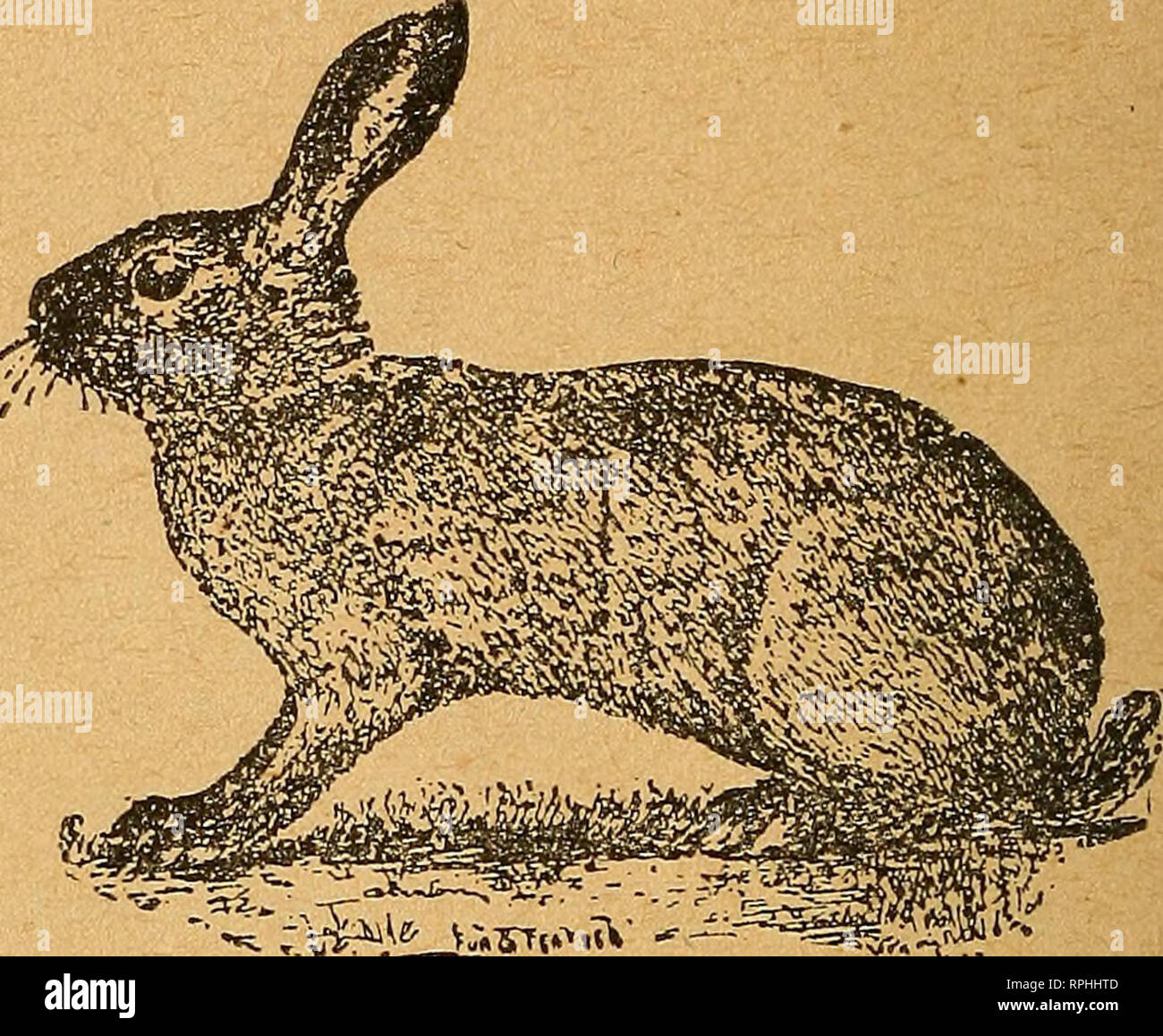 Red sea hare hi-res stock photography and images - Alamy