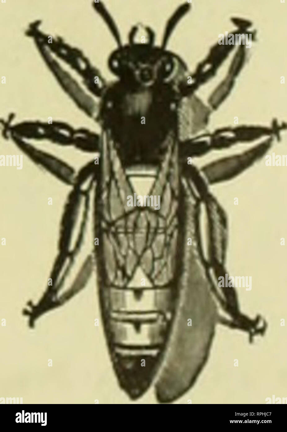 100 foot bee tree hi-res stock photography and images - Alamy