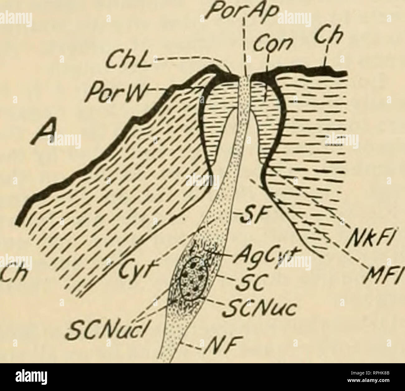 All those organs under the neck hi-res stock photography and images - Alamy