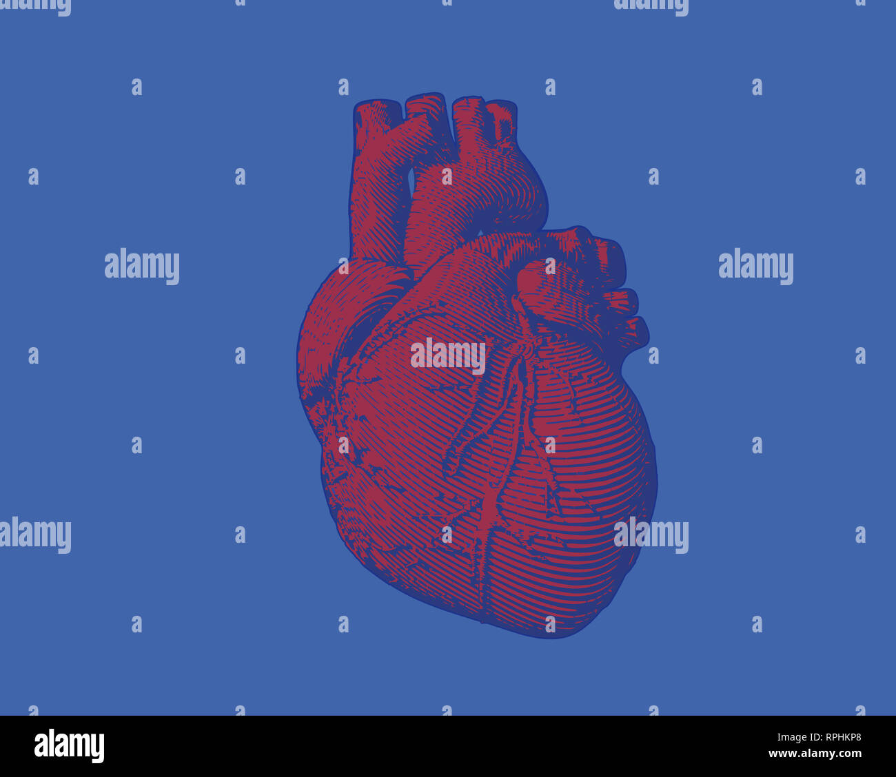 Human Heart Labeled Red And Blue