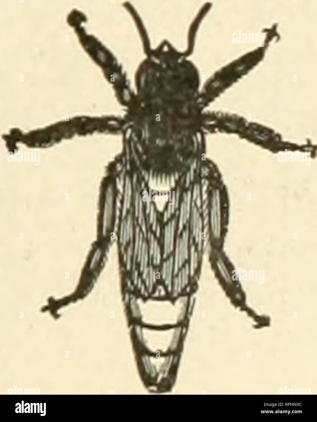 Competent bees hi-res stock photography and images - Alamy