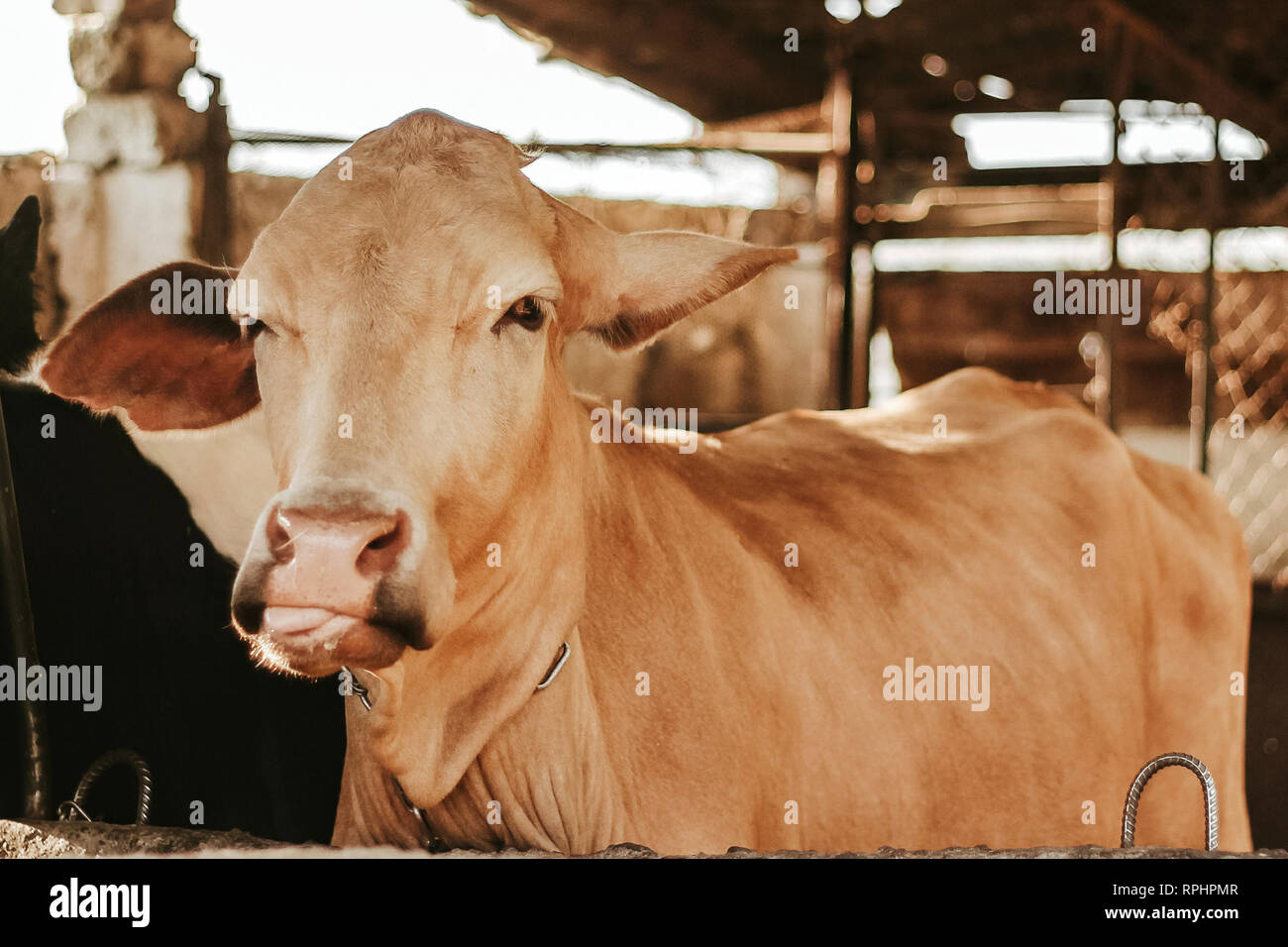 farm cow close up portrait in a mexican ranch Stock Photo - Alamy