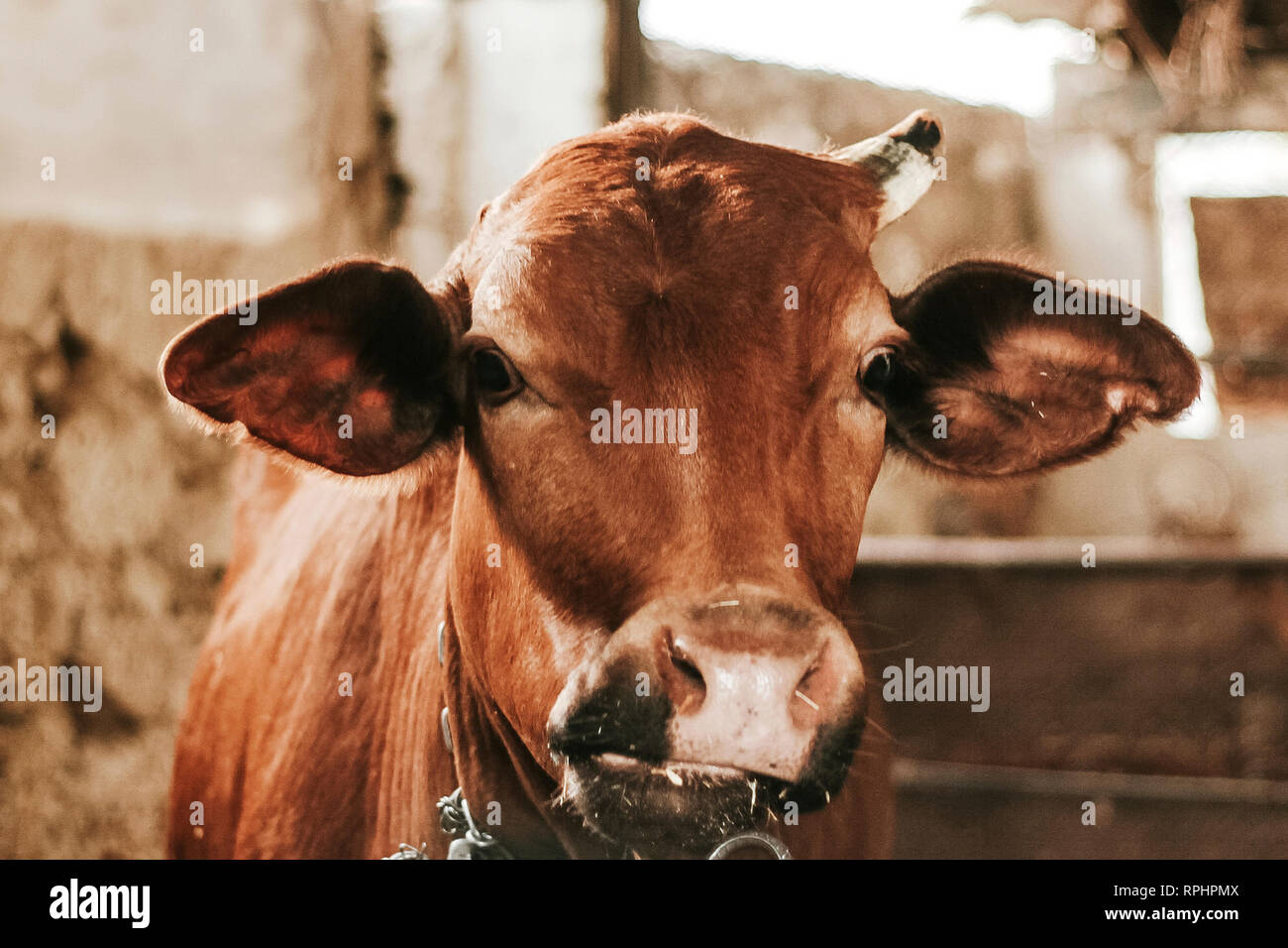 farm cow close up portrait in a mexican ranch Stock Photo - Alamy