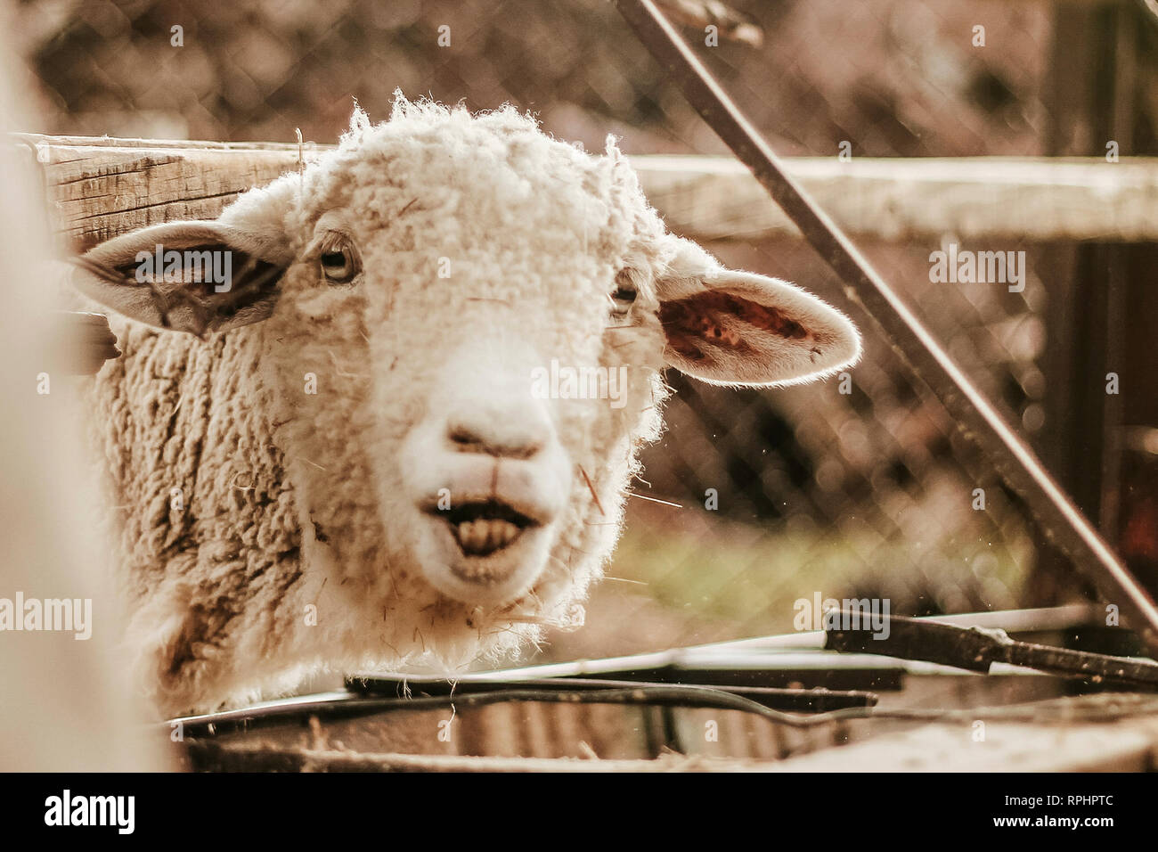 Mexican sheep hi-res stock photography and images - Alamy