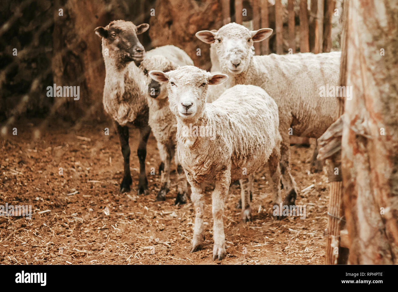 sheep in a mexican farm Stock Photo - Alamy