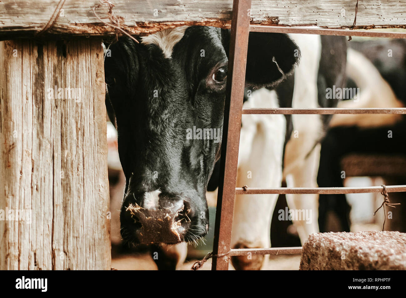 farm cow close up portrait in a mexican ranch Stock Photo - Alamy