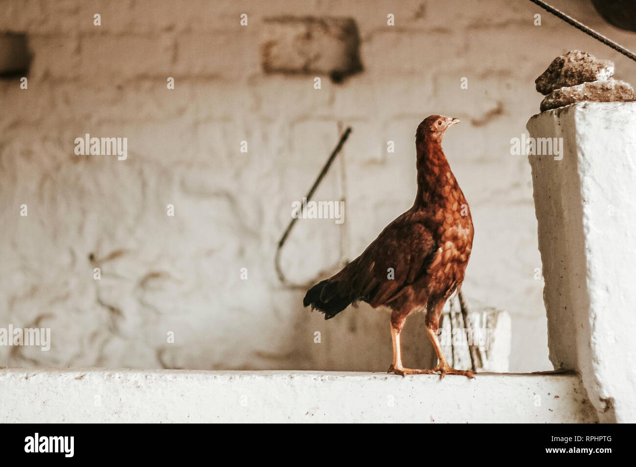 Red chicken hen outside walking in a backyard Stock Photo - Alamy