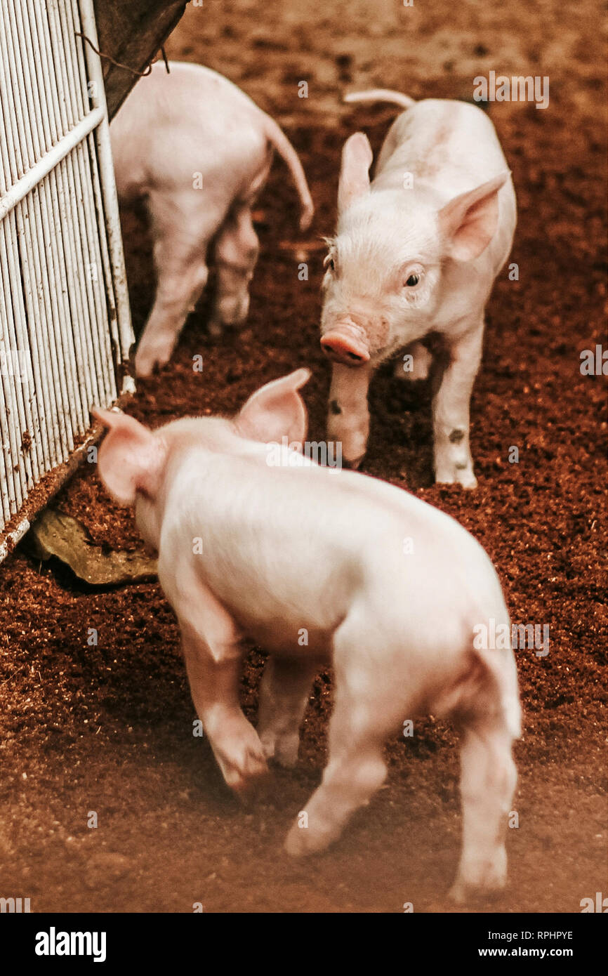 little pink piglets in a mexican farm in mexico Stock Photo - Alamy