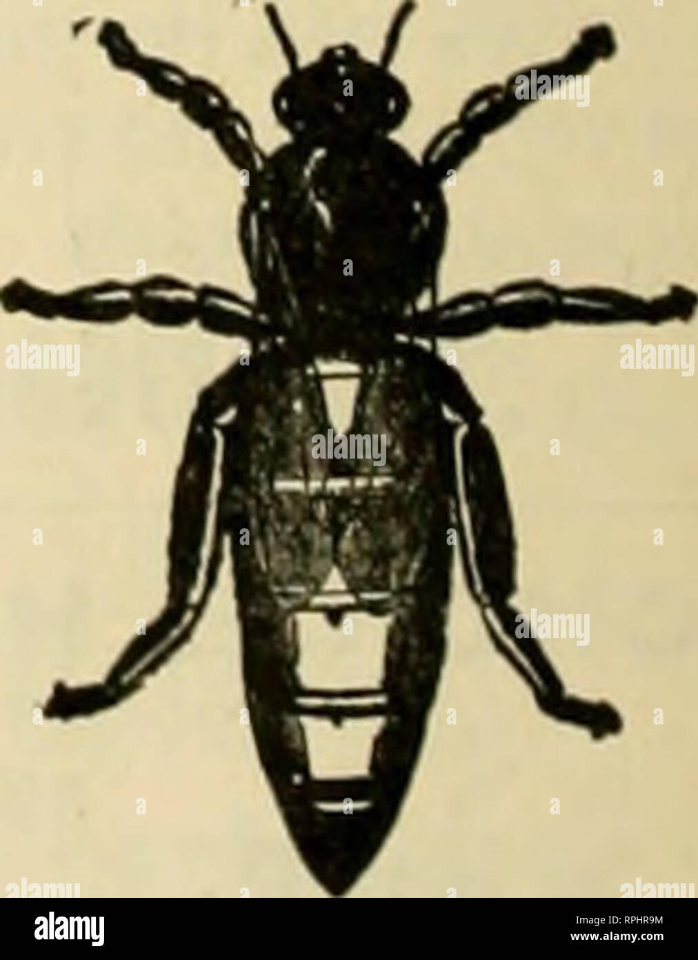 Queen tiy hi-res stock photography and images - Alamy