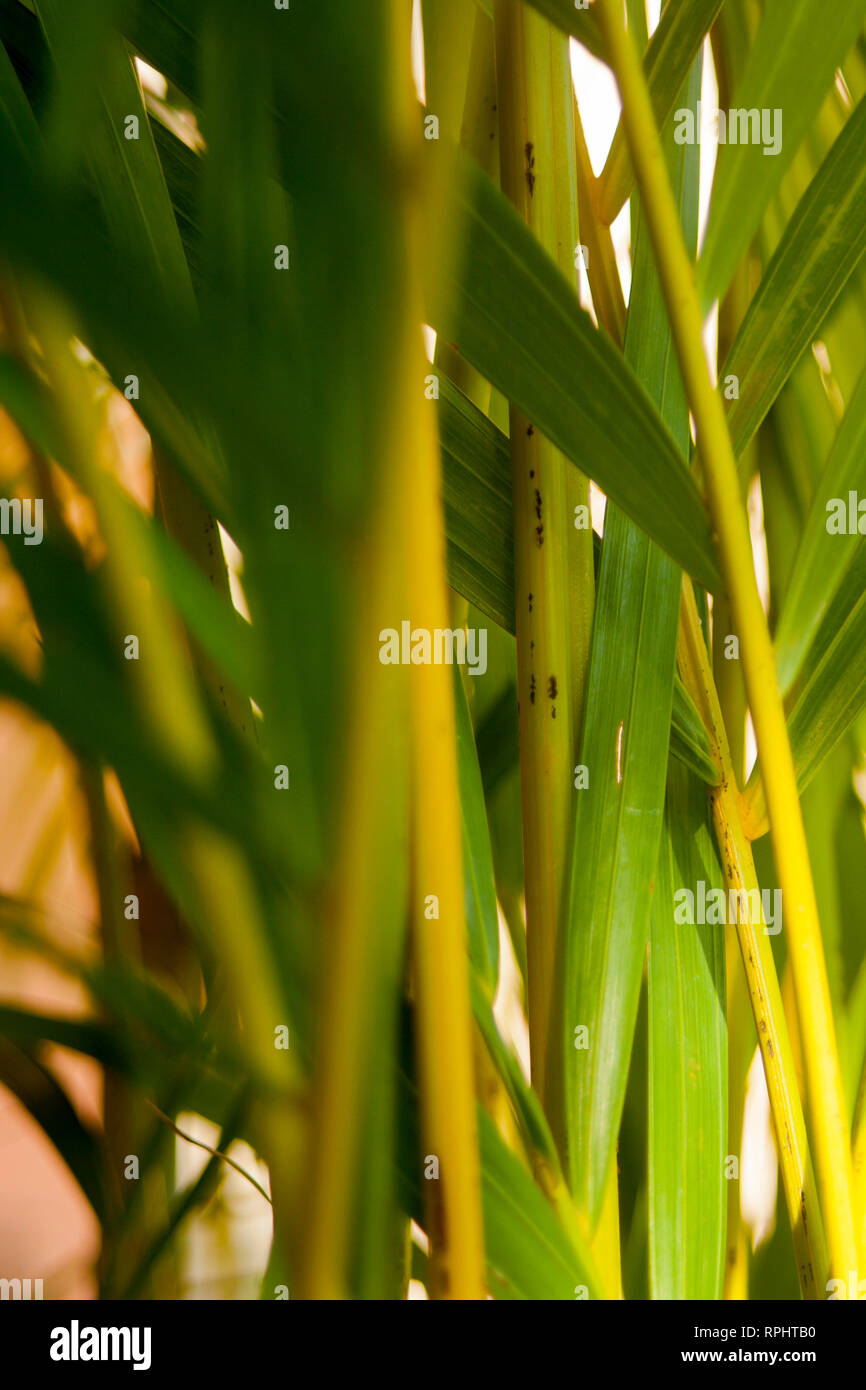 Green central stem hi-res stock photography and images - Alamy