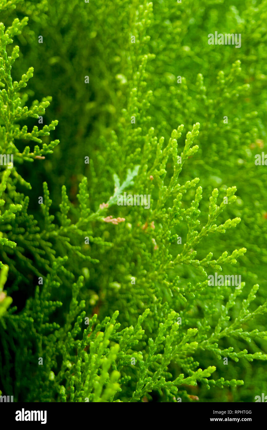 Tuya hi-res stock photography and images - Alamy