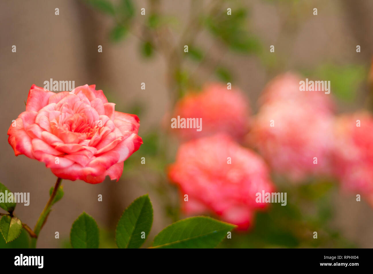 Latin rosa hi-res stock photography and images - Alamy
