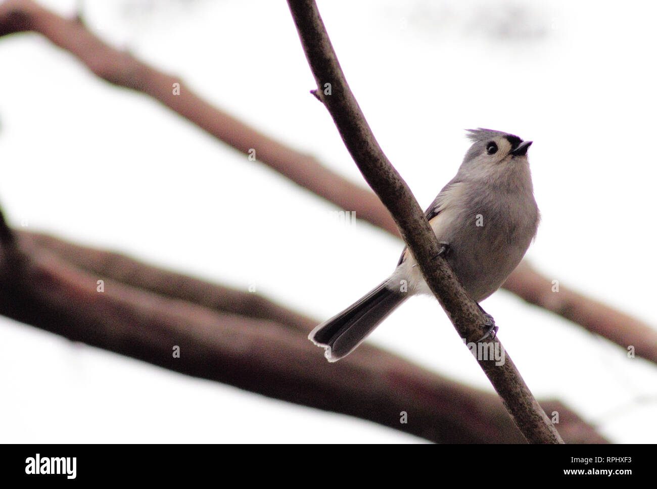 Small blue Jay on a branch Stock Photo - Alamy